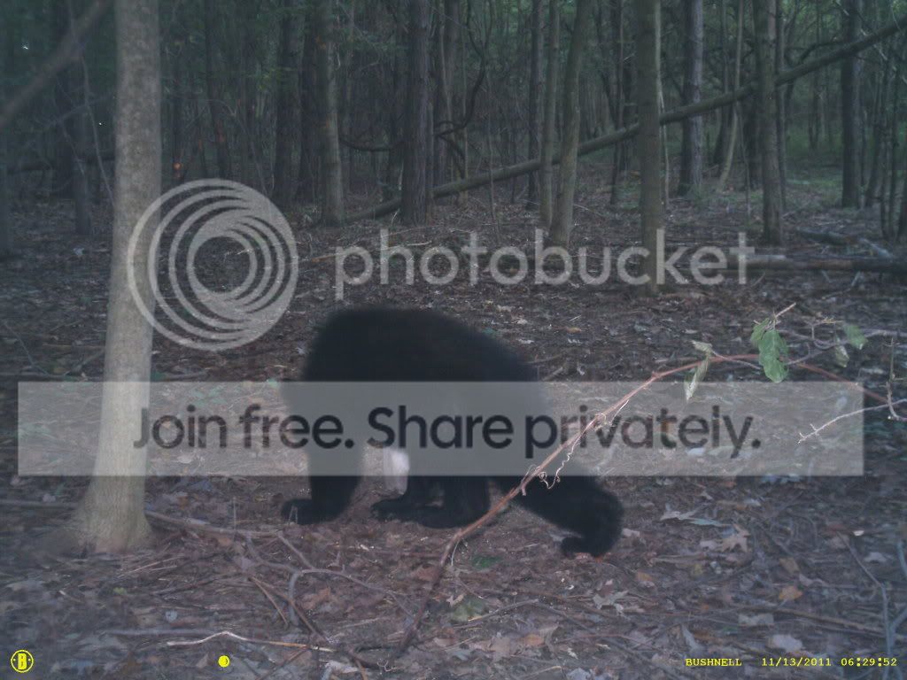 My first ever bear pics :) | Archery Talk Forum