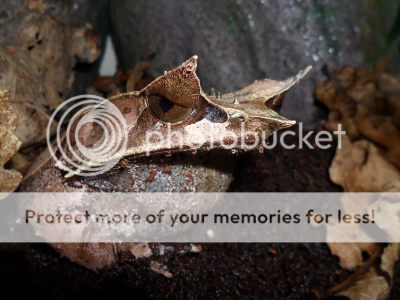 Female Leafy | Reptile Forums