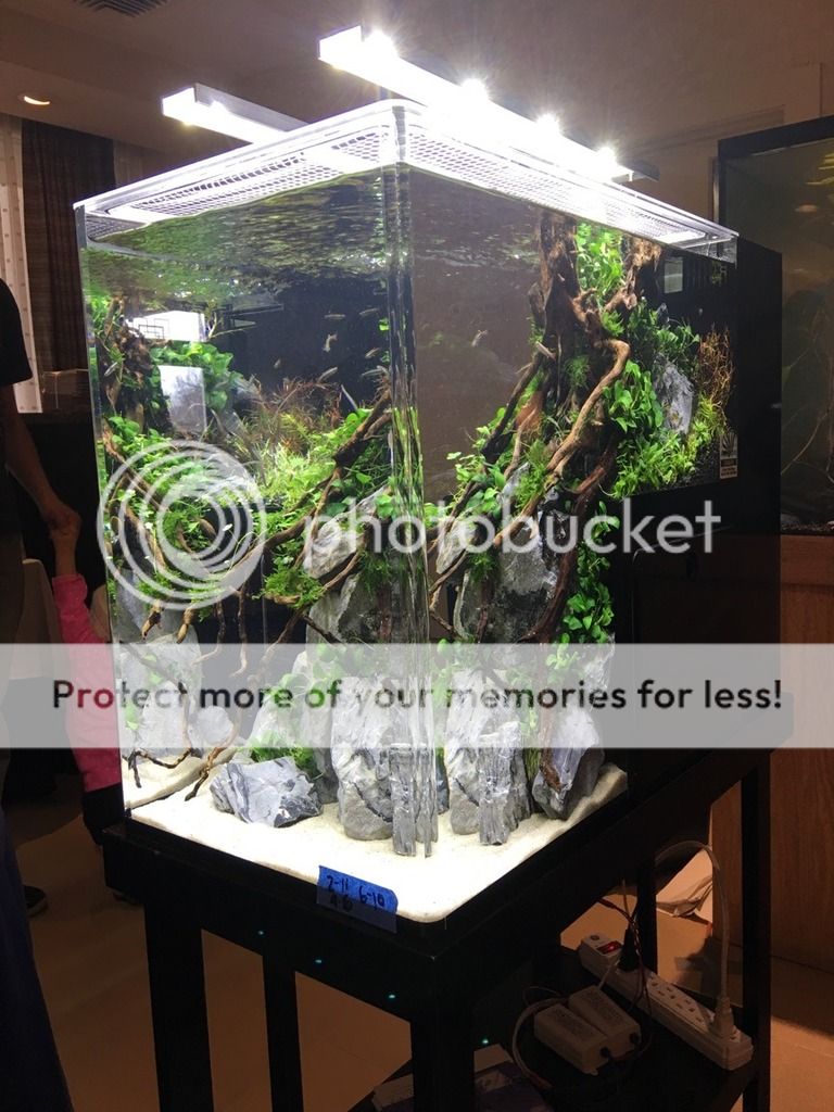 A Freshwater Reef Crest!? Yep, and it looks AMAZING!! | Reef2Reef