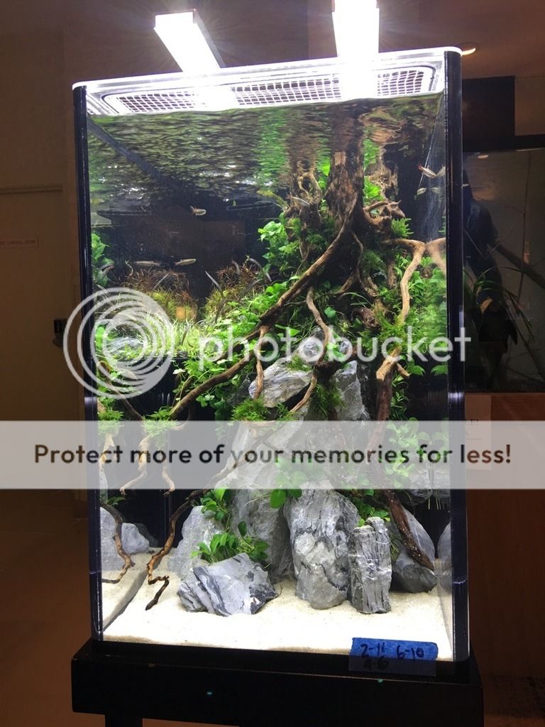 A Freshwater Reef Crest!? Yep, and it looks AMAZING!! | Reef2Reef