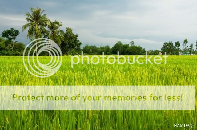 Đồng lúa Long An