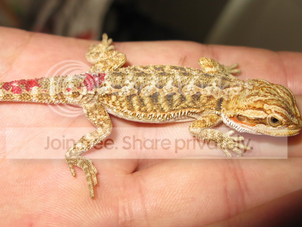 some of my week old bloodred x hypo bloodred citrus bearded babies ...