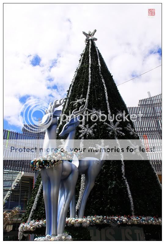 Reindeers and X-max tree | Bing's Photoblog